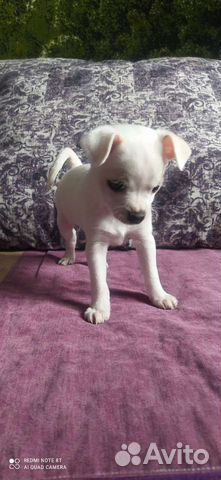 Щенок той-терьер