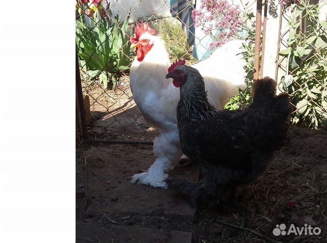 Куры несушки продам