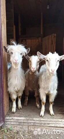 Альпийские козлята