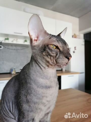 Донской Сфинкс