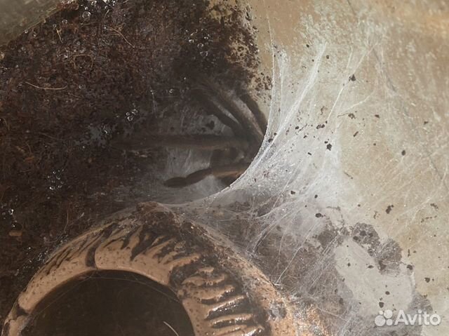 Паук Chilobrachys sp. Vietnam Blue