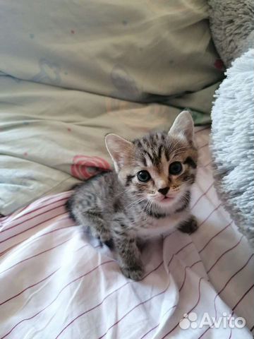 Котята в добрые руки бесплатно