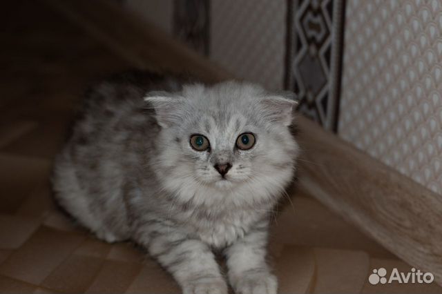 Шотландские котята