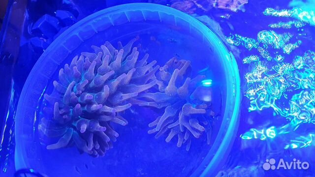 Актиния пузырчатая квадриколор