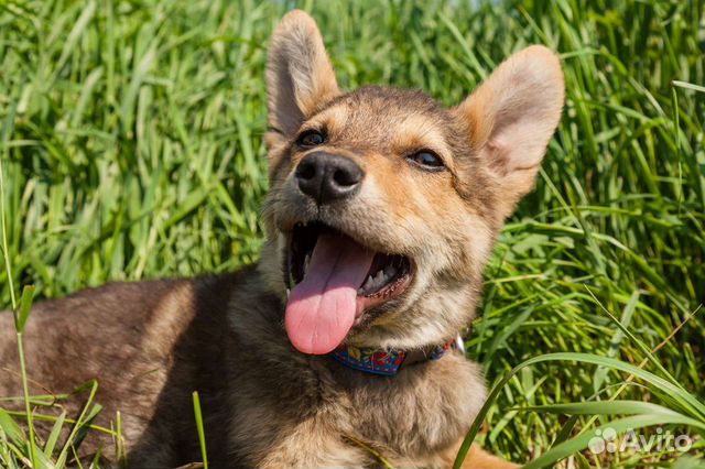 Щенок Гаврюша