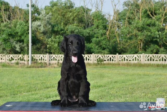 Девочка прямошерстного ретривера