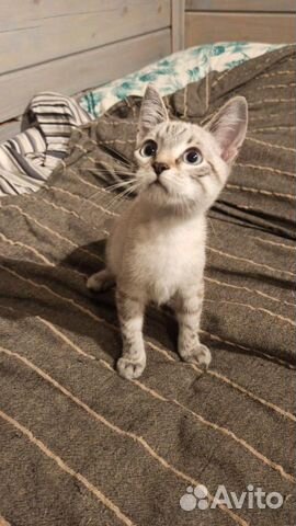 Особенный котёнок в дар