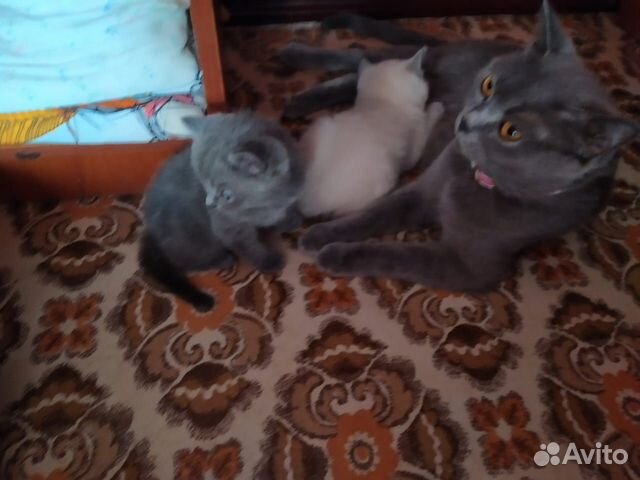 Котята от Британской кошки