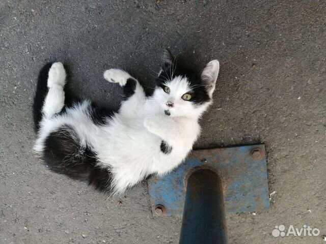 Котята в добрые руки даром