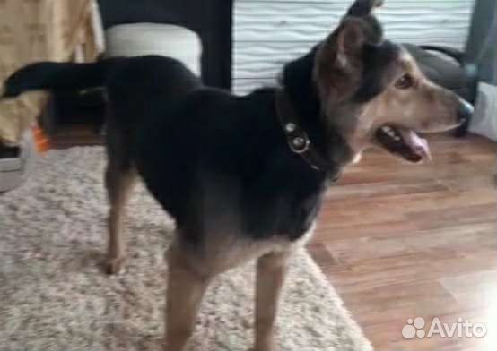 Прекрасная собака Рада