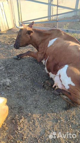 Корова Телки на мясо луговые