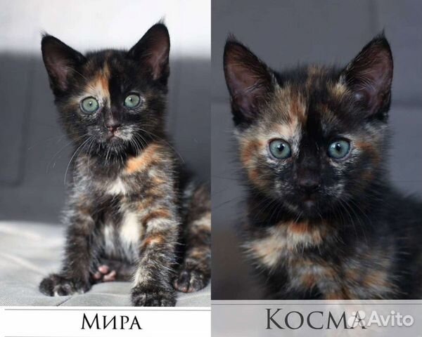 Котята Мира и Косма 2 мес