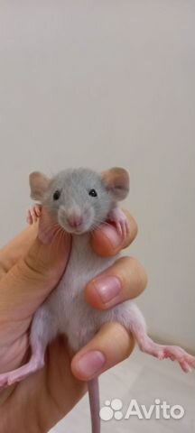 Крыса дамбо