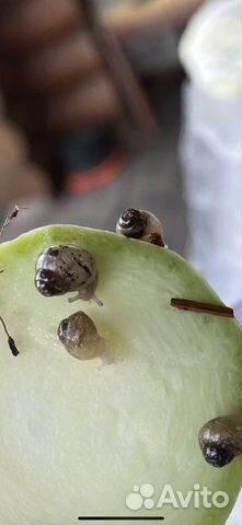 Малыши Ахатины