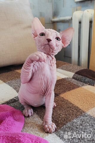 Продам котенка породы Канадский Сфинкс