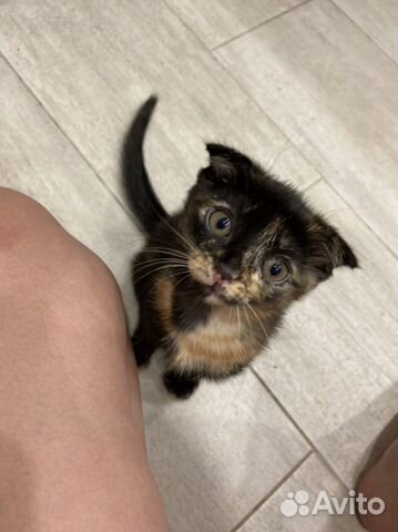 Отдам в хорошие руки котенка