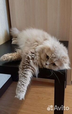 Шотландские вислоухие котята