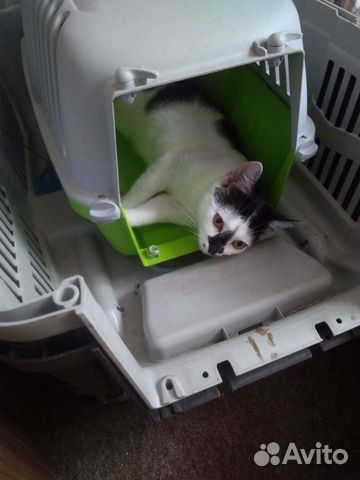 Кошки бесплатно