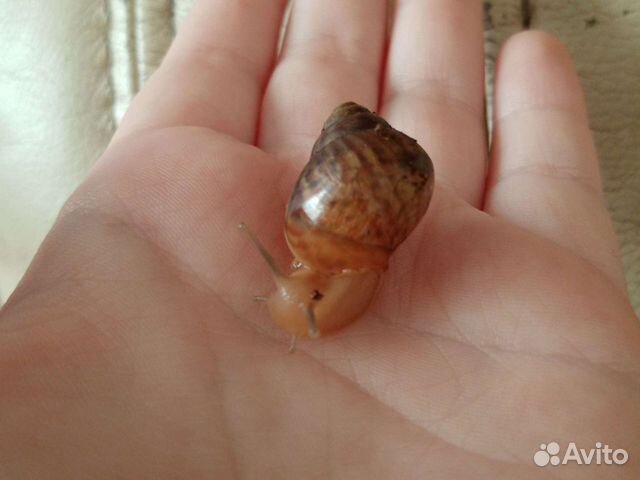 Улитки Ахатины