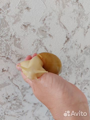 Улитка Ахатина