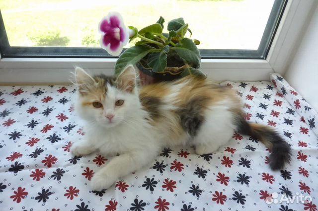Котенок трехцветный пушистый