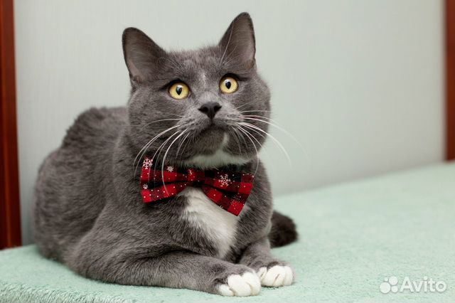 Котик Дымок в добрые, ответственные руки