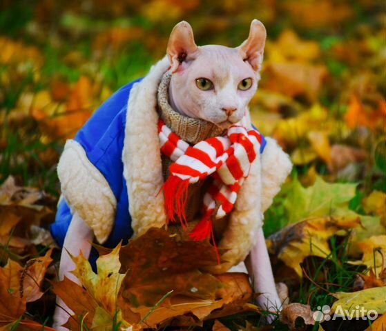 Эльф Акмаль