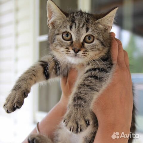 Котенок Фая ищет дом, в добрые руки