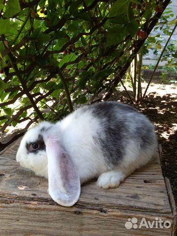 Кролики мясных пород