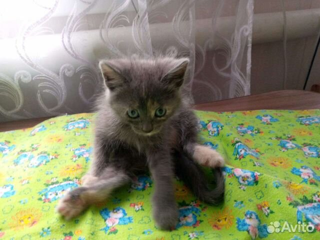 Отдам милых котят