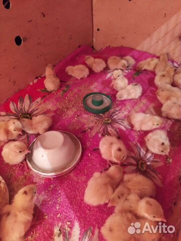 Перепела московский белый гигант