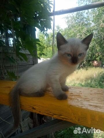 Сиамская кошечка