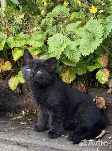 Потомок черной пантеры