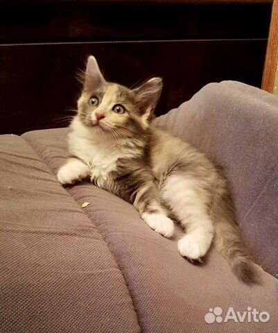 Котенок девочка Лилу 2,5 мес
