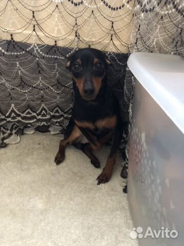 Цвергпинчер бесплатно