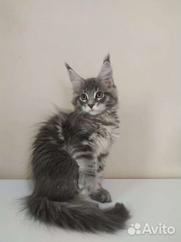 Породистый котенок
