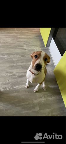 Метис стаффа