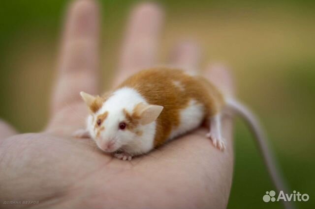 Сатиновый мышонок пятнистый фавн