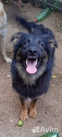 Барни в добрые руки