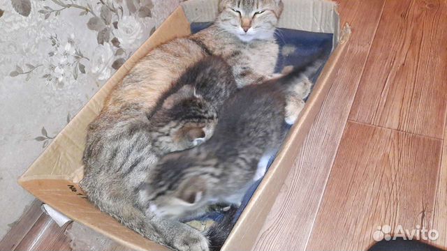 Отдадим два котёнка от мышеловки