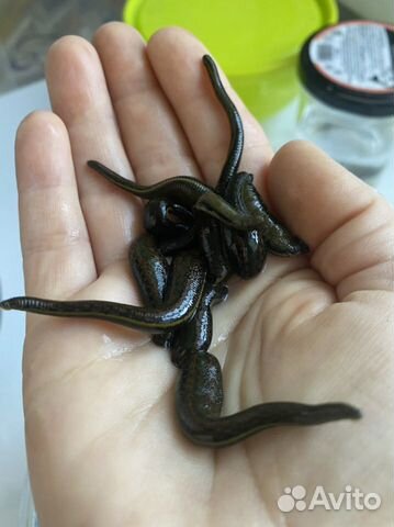 Пиявка аптекарская