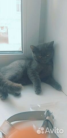 Отдадим в хорошие руки,к туалету приучина,шустрая