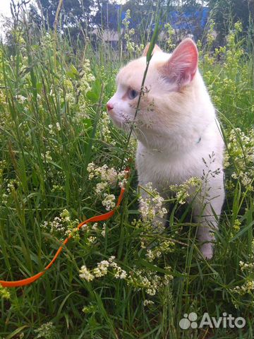 Вязка Кот