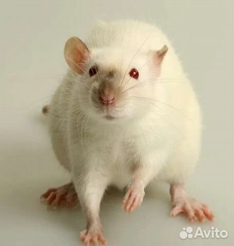 Сиамские крысята и черные вельветины