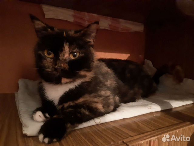 Кошка Тося ищет дом