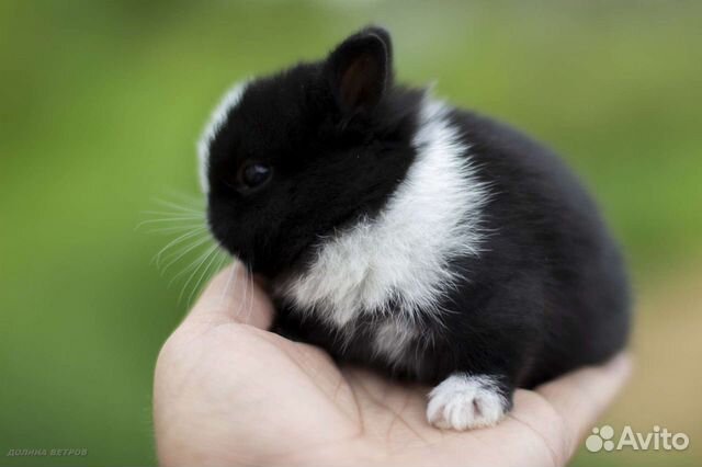 Декоративный кролик голландский цветной