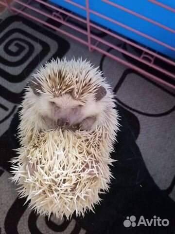 Африканский ежик
