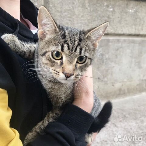 Котенок тигра в добрые руки