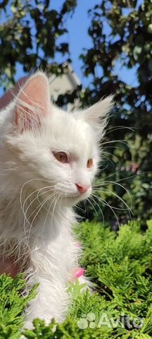 Невероятно ласковая девочка котенок 3 месяца
