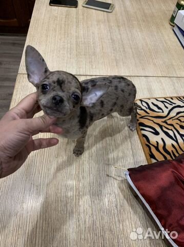 Чихуахуа мерль мрамор Яночка